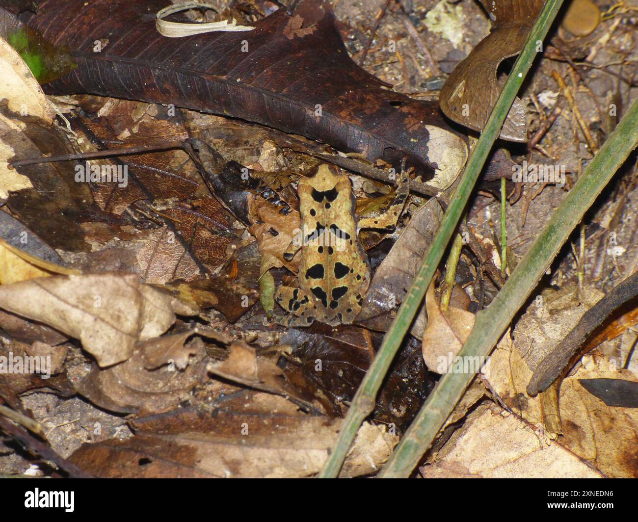 Beaked Toads (Rhinella) Amphibia Stock Photo - Alamy