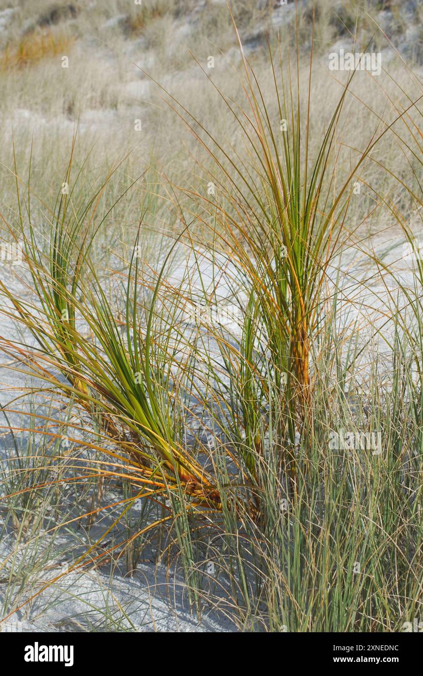 Pingao (Ficinia spiralis) Plantae Stock Photo - Alamy