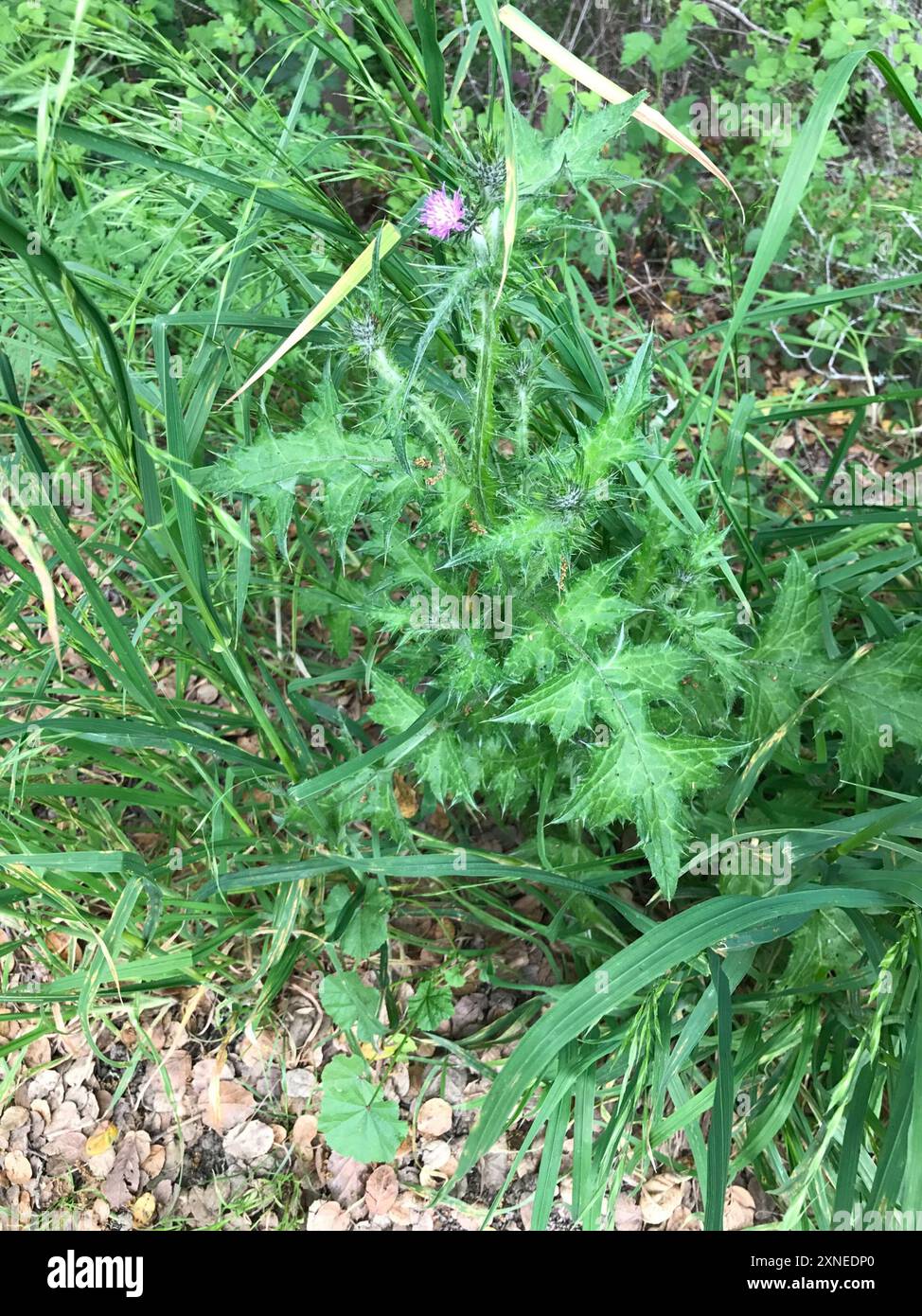 Italian thistle (Carduus pycnocephalus) Plantae Stock Photo - Alamy