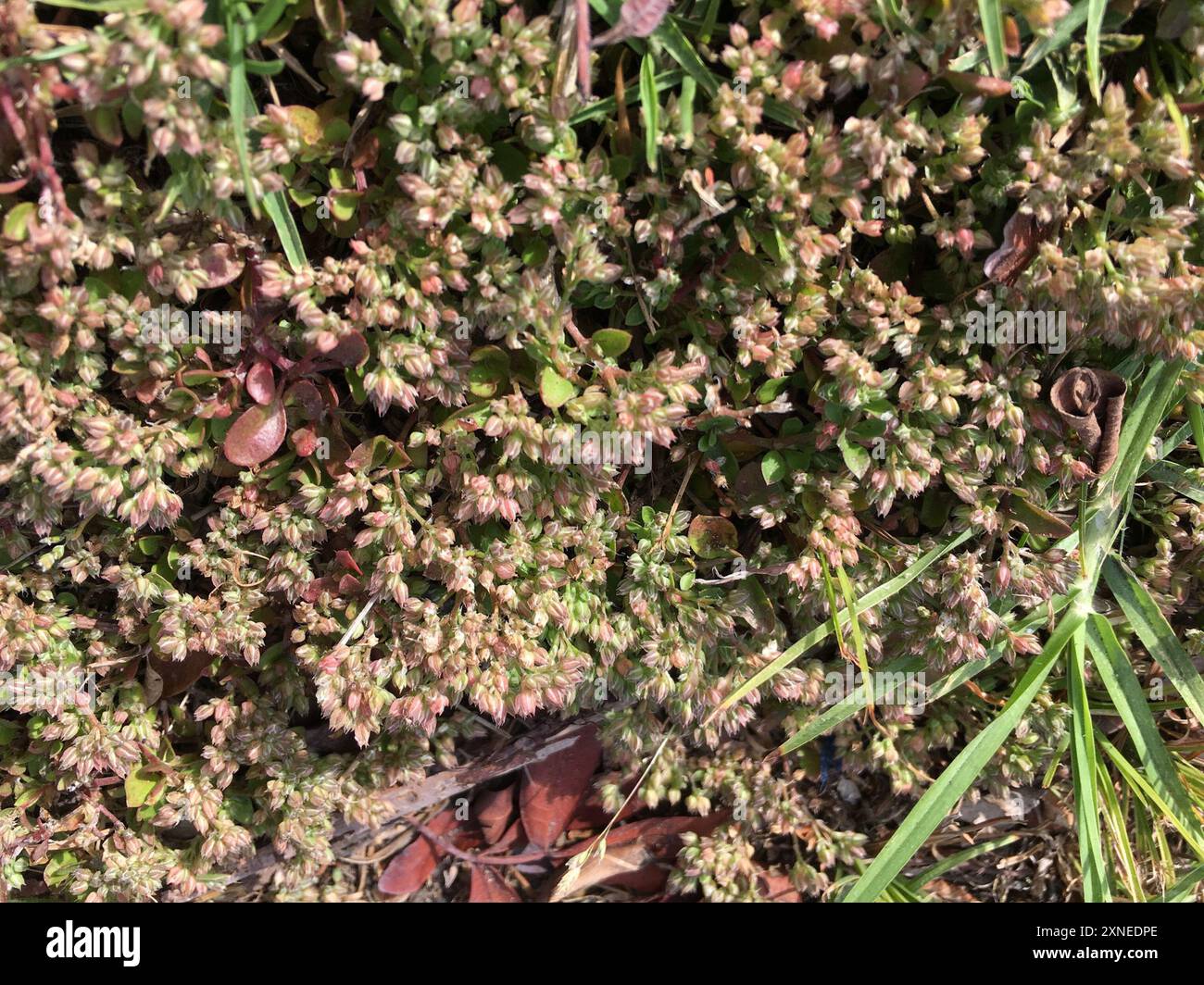 fourleaf manyseed (Polycarpon tetraphyllum) Plantae Stock Photo - Alamy