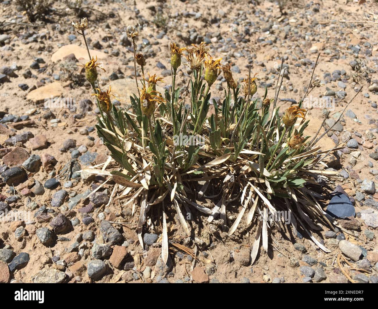 Skyline Goldenweed (Stenotus armerioides armerioides) Plantae Stock ...