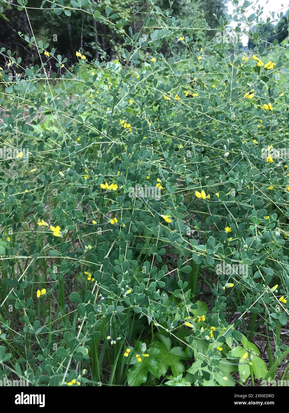 eastern wild indigo (Baptisia tinctoria) Plantae Stock Photo - Alamy