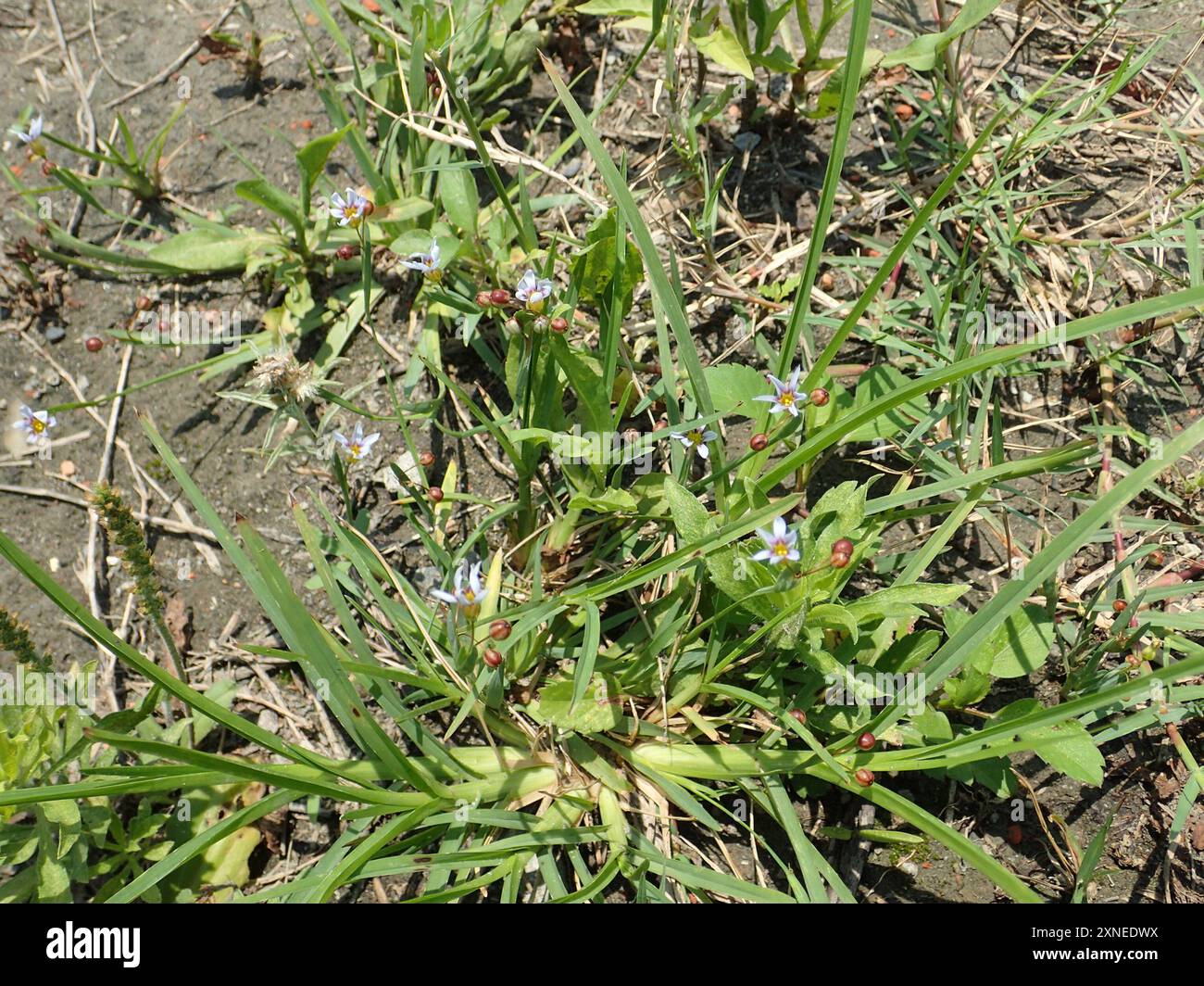 Blue Pigroot (Sisyrinchium micranthum) Plantae Stock Photo - Alamy