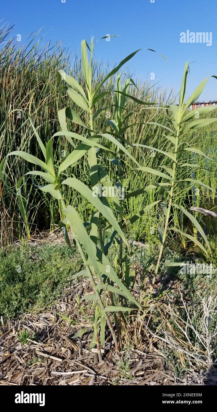 giant reed (Arundo donax) Plantae Stock Photo - Alamy
