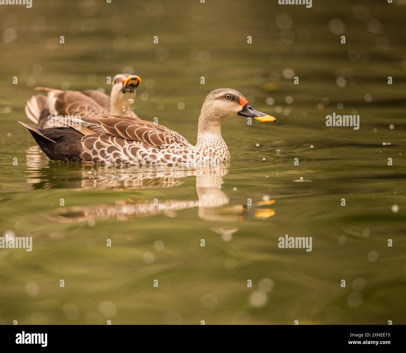 Beauty of avian life in motion hi-res stock photography and images - Alamy