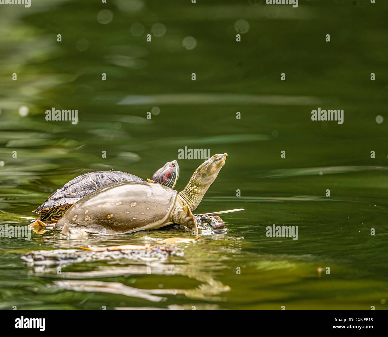 Turtles basking in a lake Stock Photo - Alamy