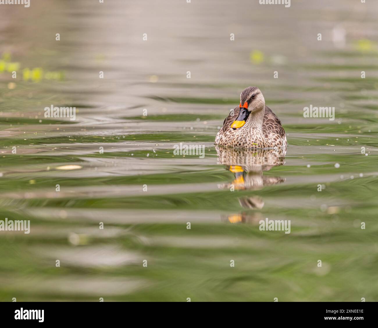 Water coming towards camera hi-res stock photography and images - Alamy