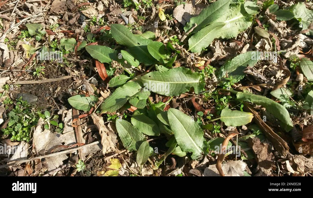 Patience Dock (Rumex patientia) Plantae Stock Photo - Alamy