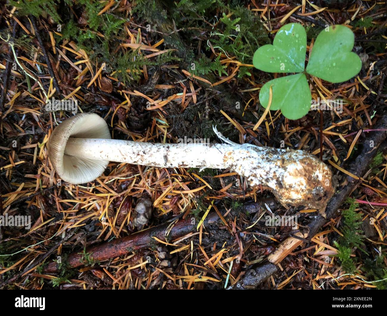 Western Grisette (Amanita pachycolea) Fungi Stock Photo - Alamy