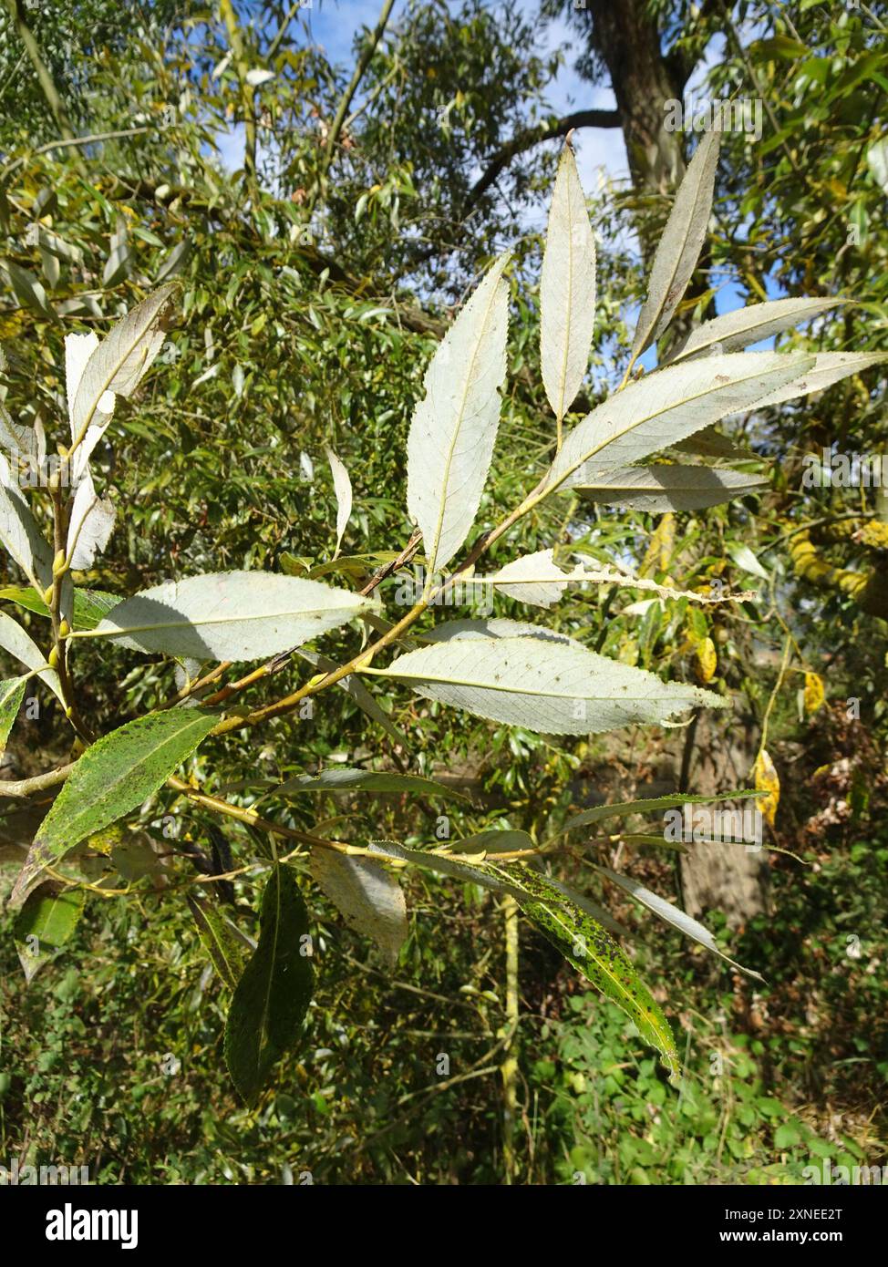 hybrid crack willow (Salix × fragilis) Plantae Stock Photo - Alamy