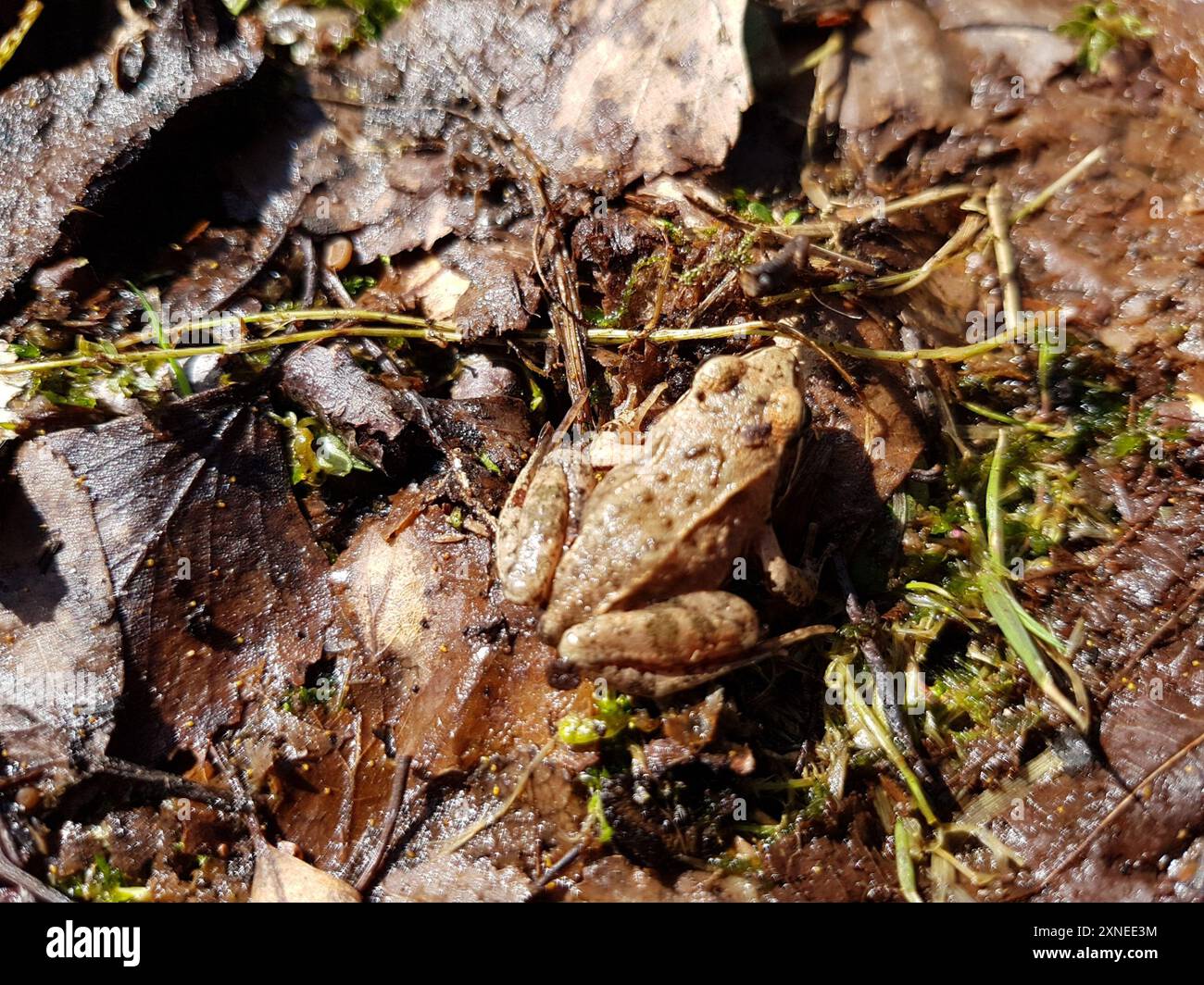 Pond Frogs (Rana) Amphibia Stock Photo - Alamy