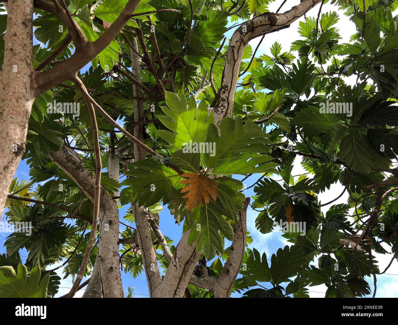 flowering plants (Angiospermae) Plantae Stock Photo - Alamy