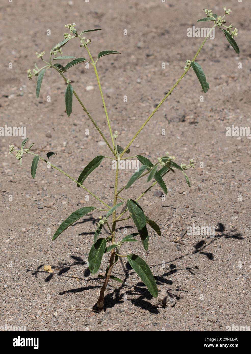 skunkweed (Croton texensis) Plantae Stock Photo - Alamy