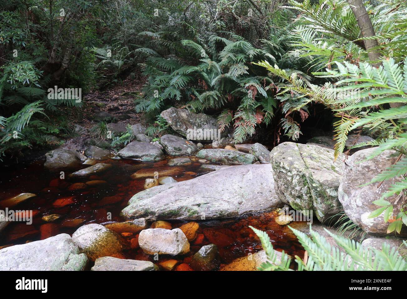 king fern (Todea barbara) Plantae Stock Photo - Alamy