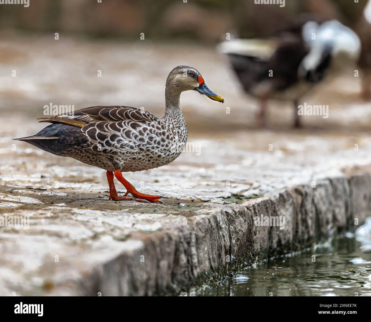 Spot billed duck duckling hi-res stock photography and images - Alamy