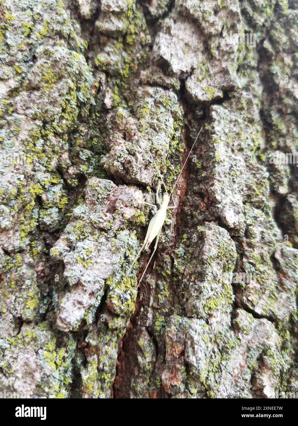 Common Tree Crickets (Oecanthus) Insecta Stock Photo - Alamy