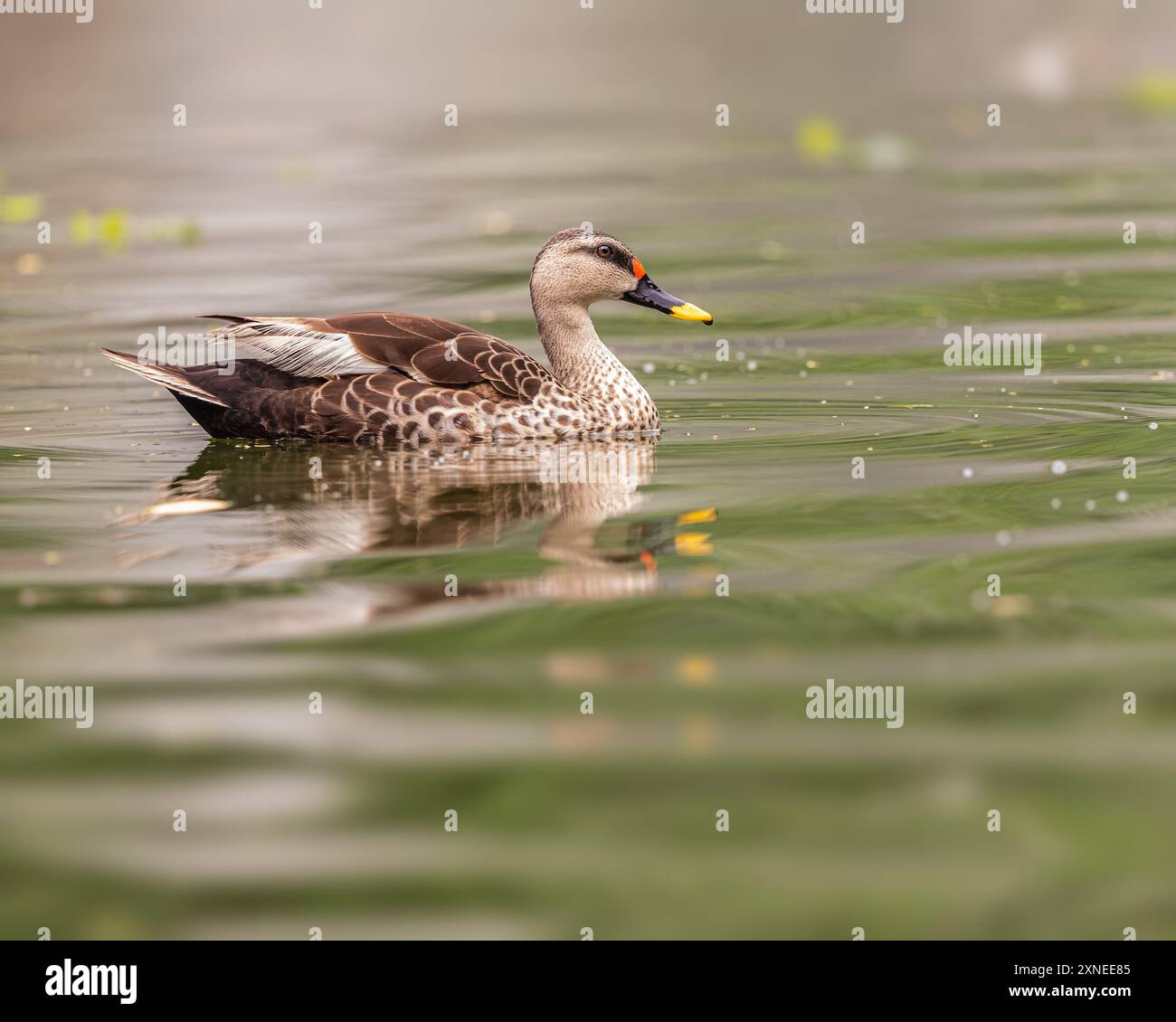 Beauty of avian life in motion hi-res stock photography and images - Alamy