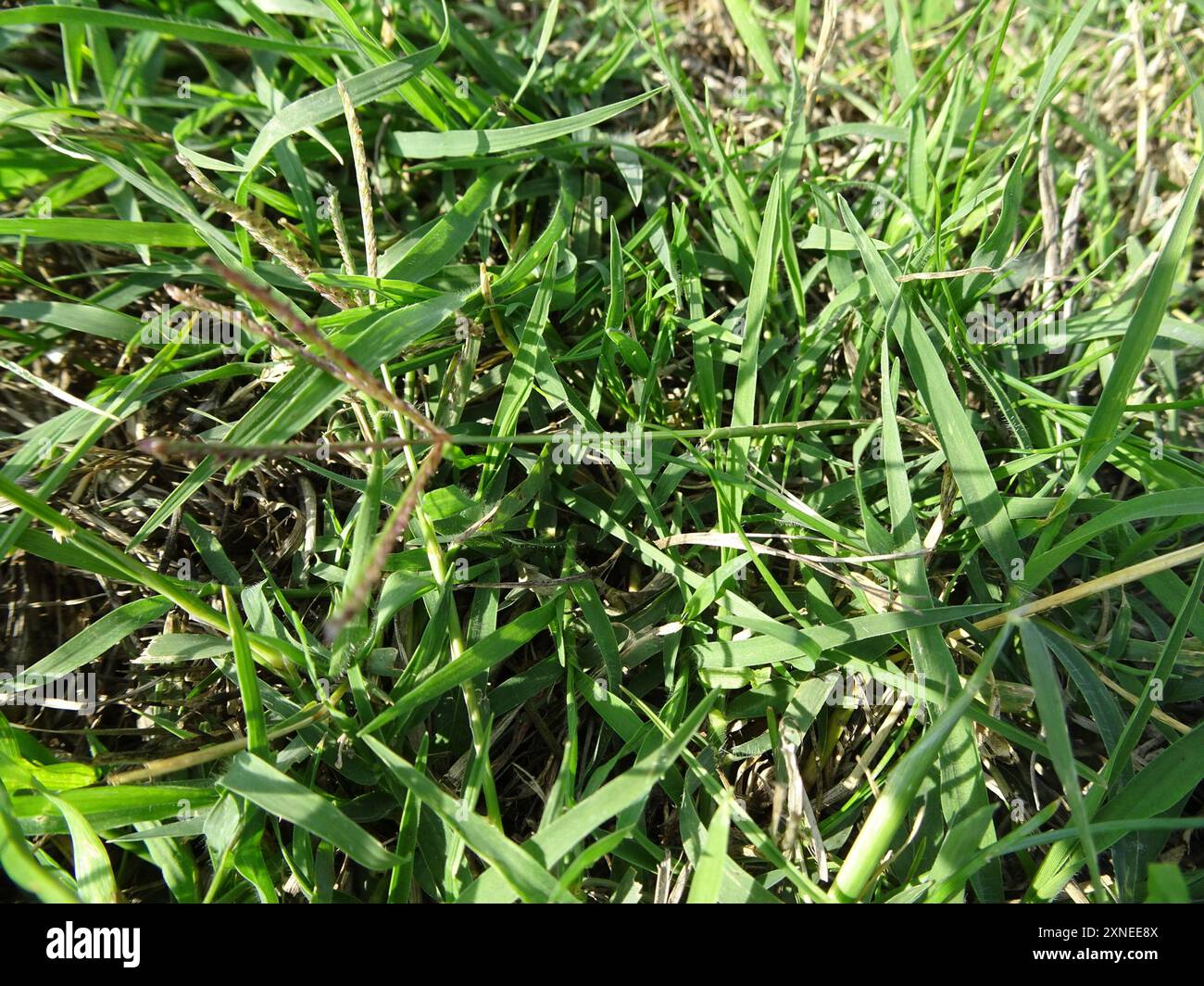 Bermuda grass (Cynodon dactylon) Plantae Stock Photo - Alamy