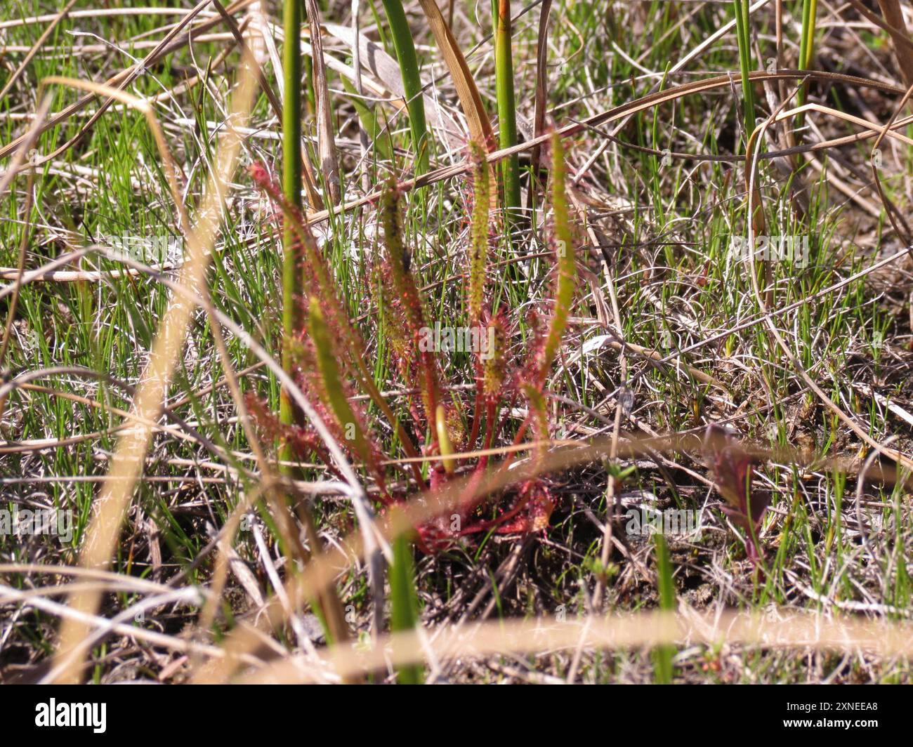 Slenderleaf Sundew (Drosera linearis) Plantae Stock Photo - Alamy