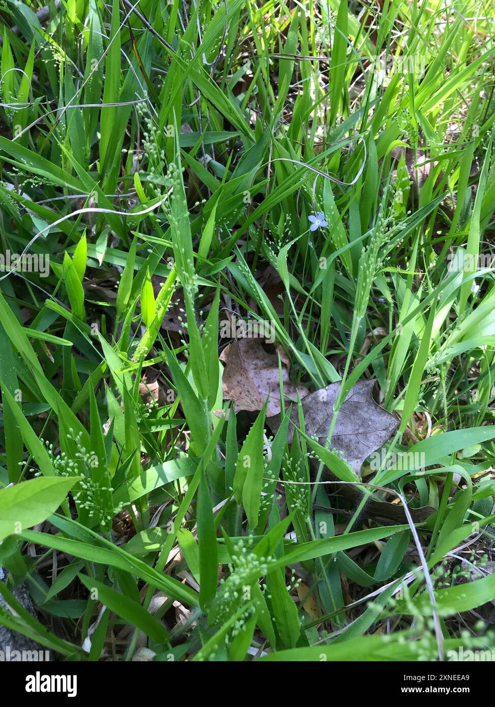 open-flower witchgrass (Dichanthelium laxiflorum) Plantae Stock Photo ...