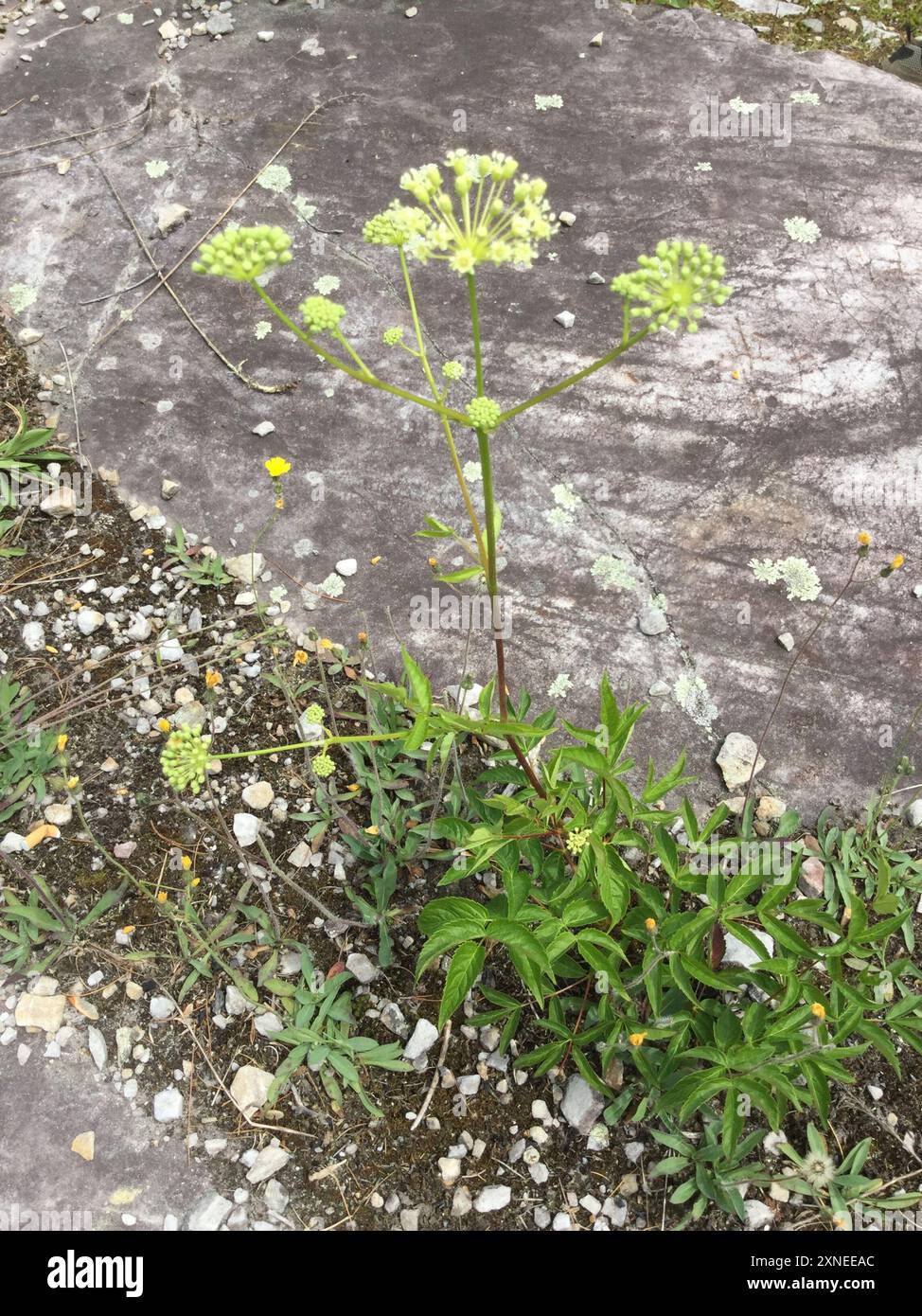 bristly sarsaparilla (Aralia hispida) Plantae Stock Photo - Alamy