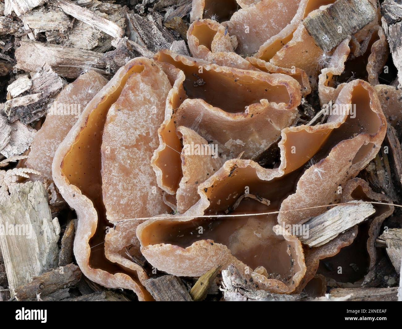 Pezizas, Desert Truffles, and Allies (Pezizaceae) Fungi Stock Photo - Alamy