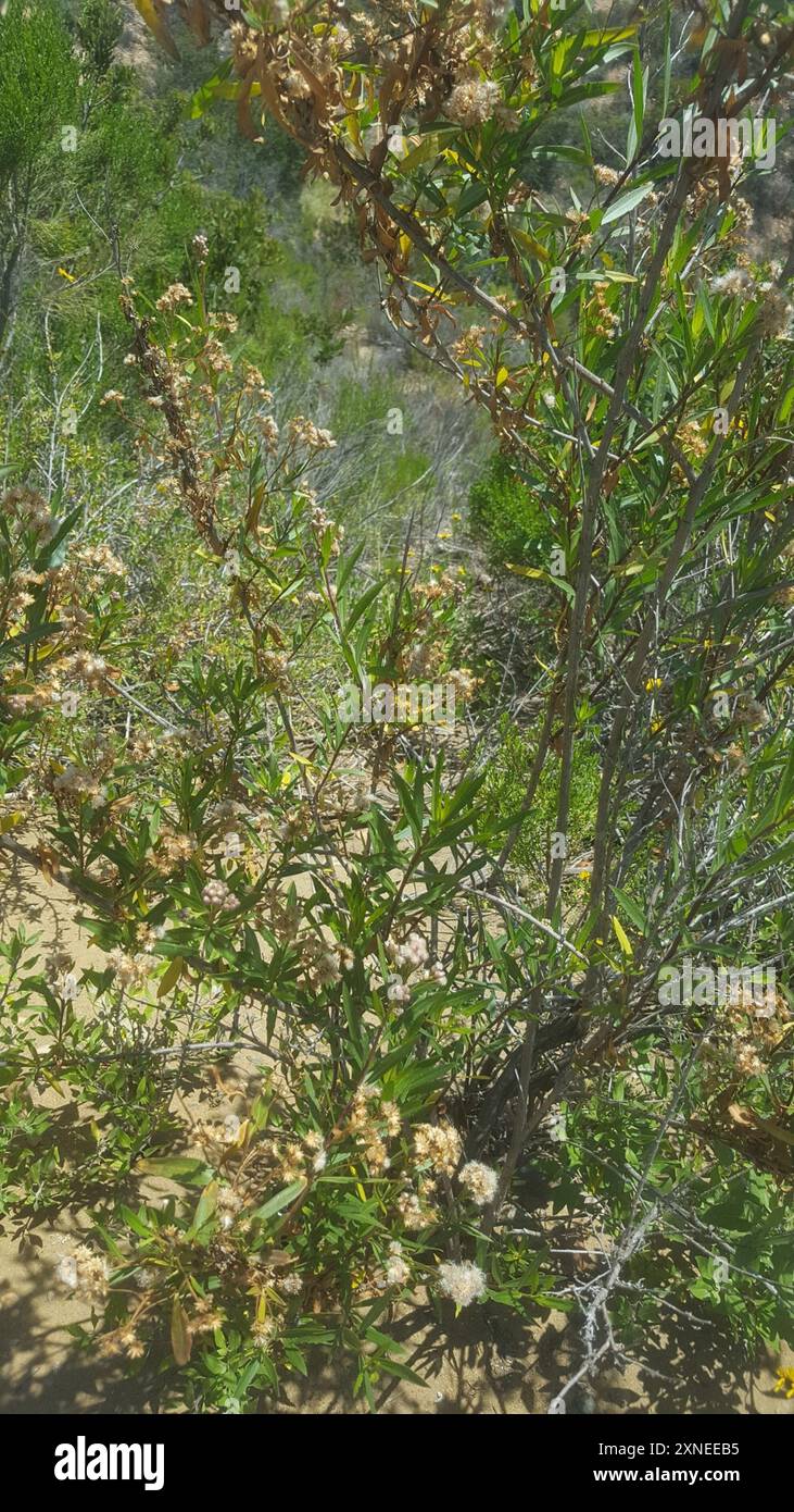 mule fat (Baccharis salicifolia) Plantae Stock Photo - Alamy