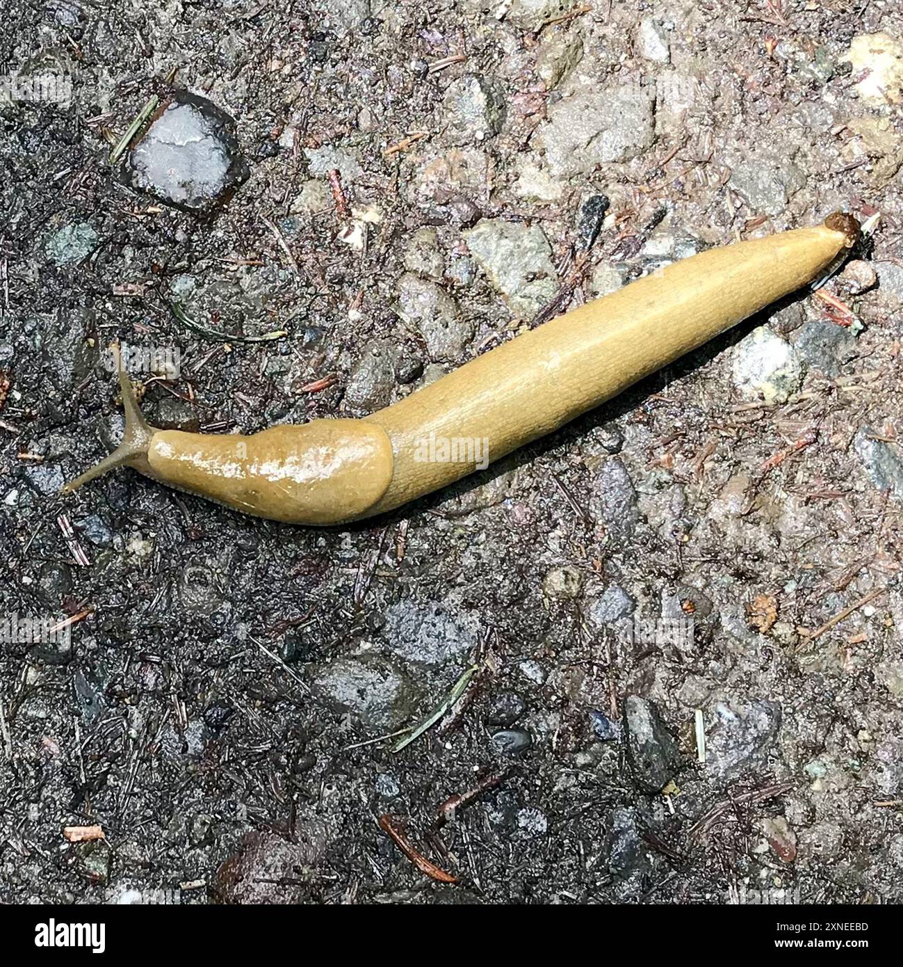 Pacific Banana Slug (Ariolimax columbianus) Mollusca Stock Photo - Alamy