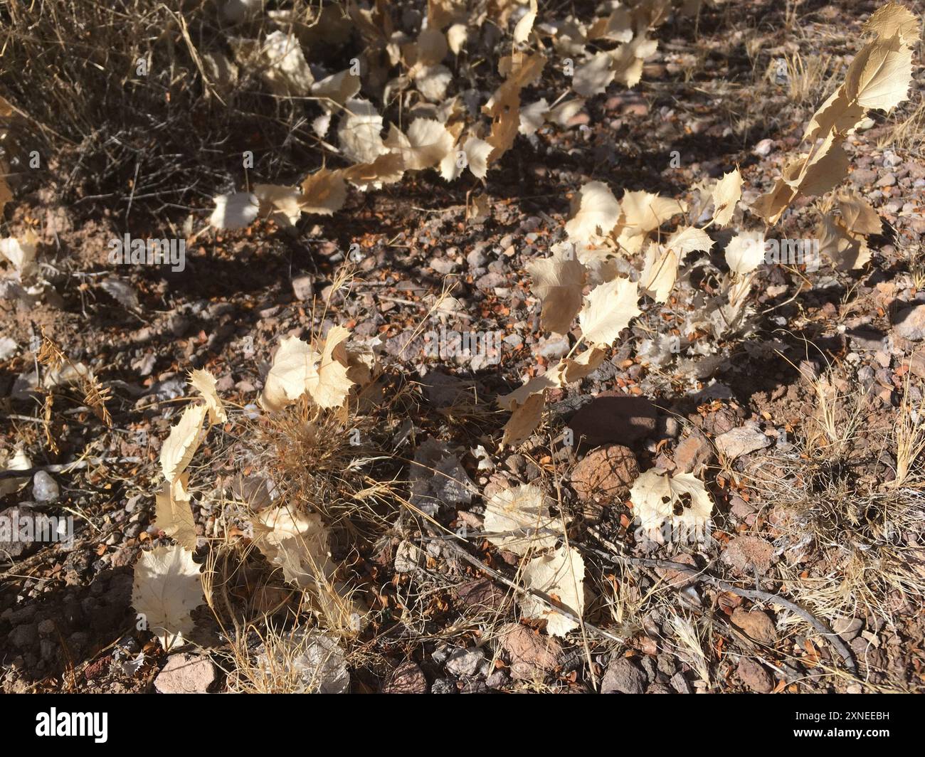 dwarf desert peony (Acourtia nana) Plantae Stock Photo - Alamy