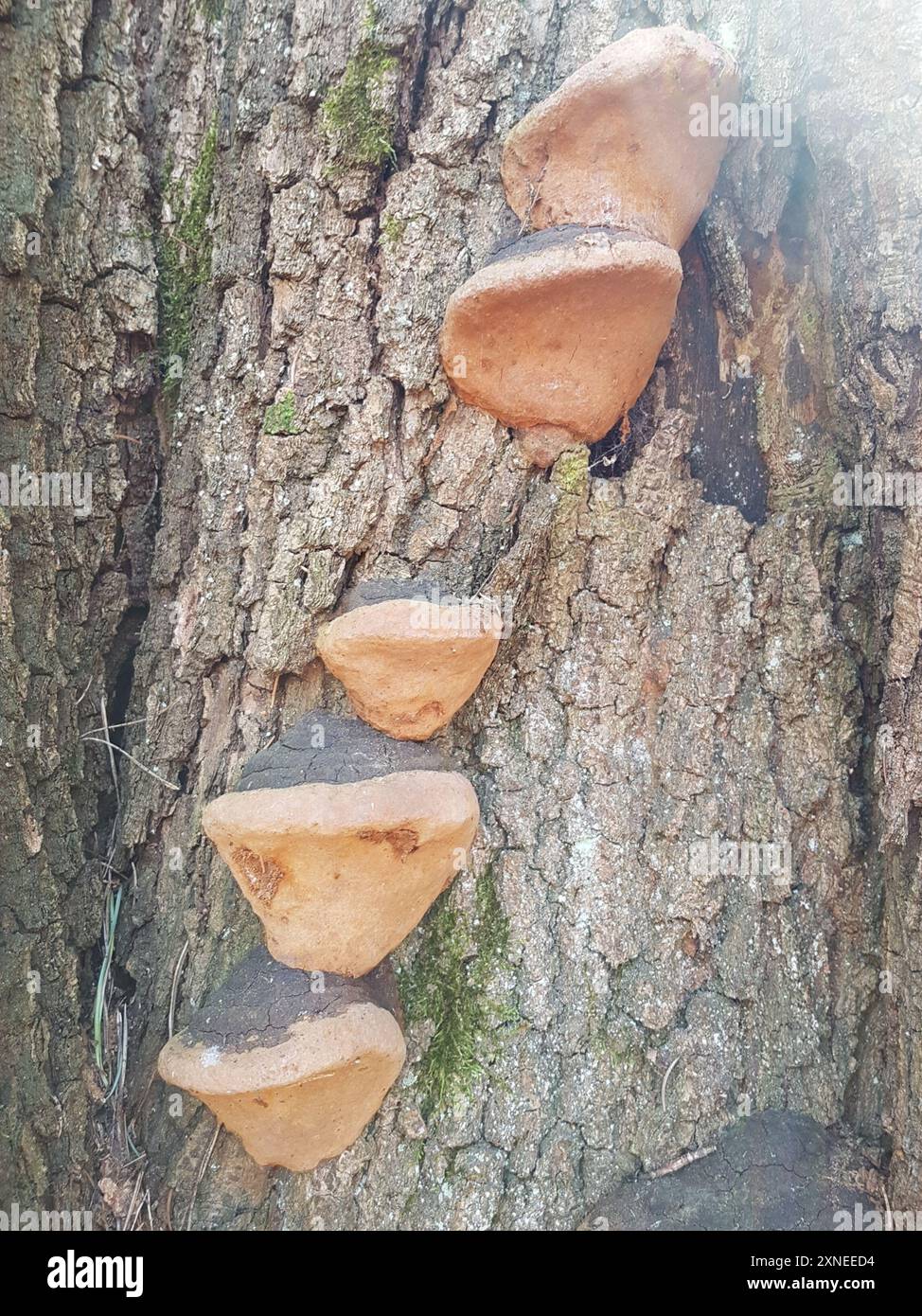 Robust Bracket (Fomitiporia robusta) Fungi Stock Photo - Alamy