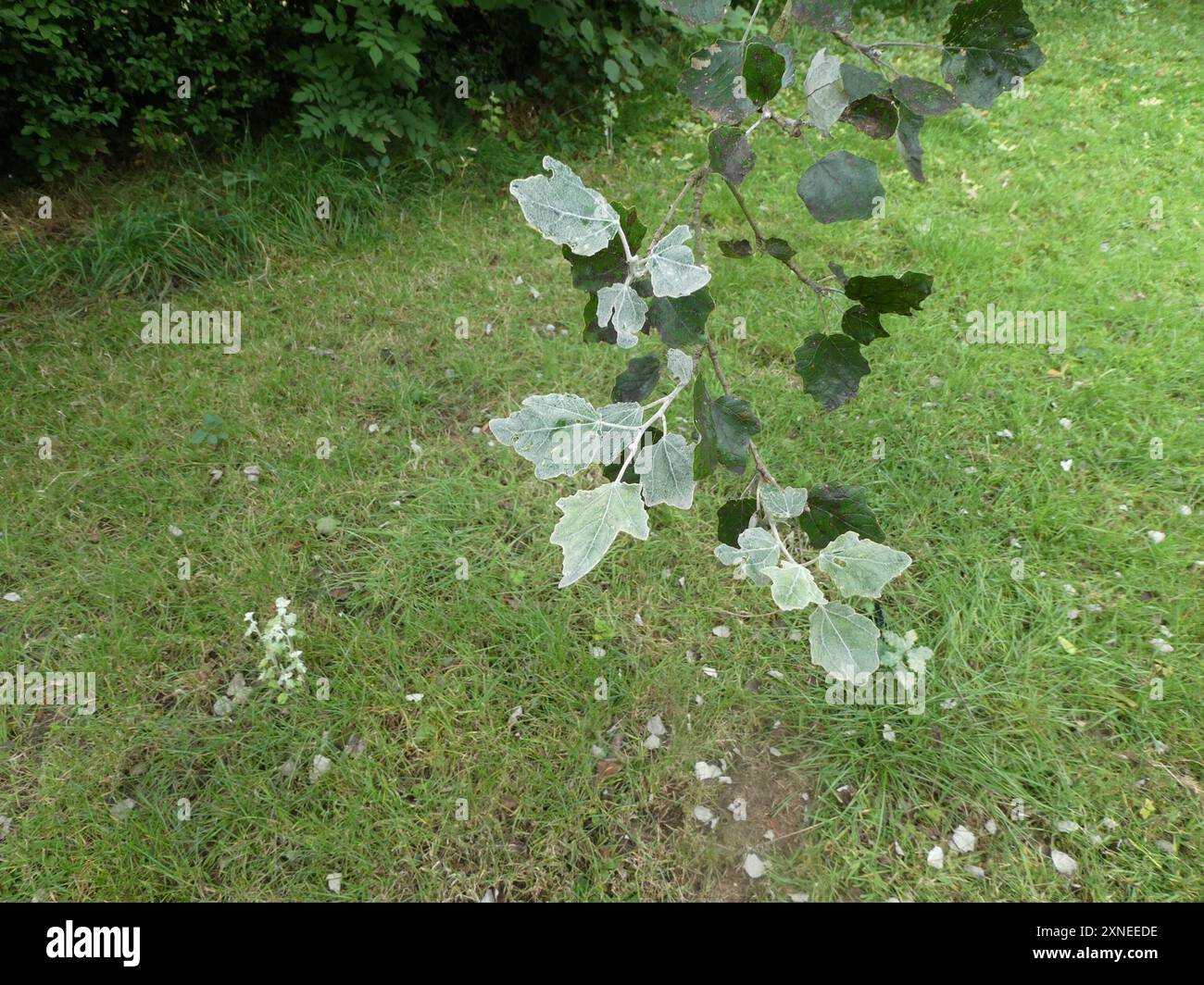 white poplar (Populus alba) Plantae Stock Photo - Alamy