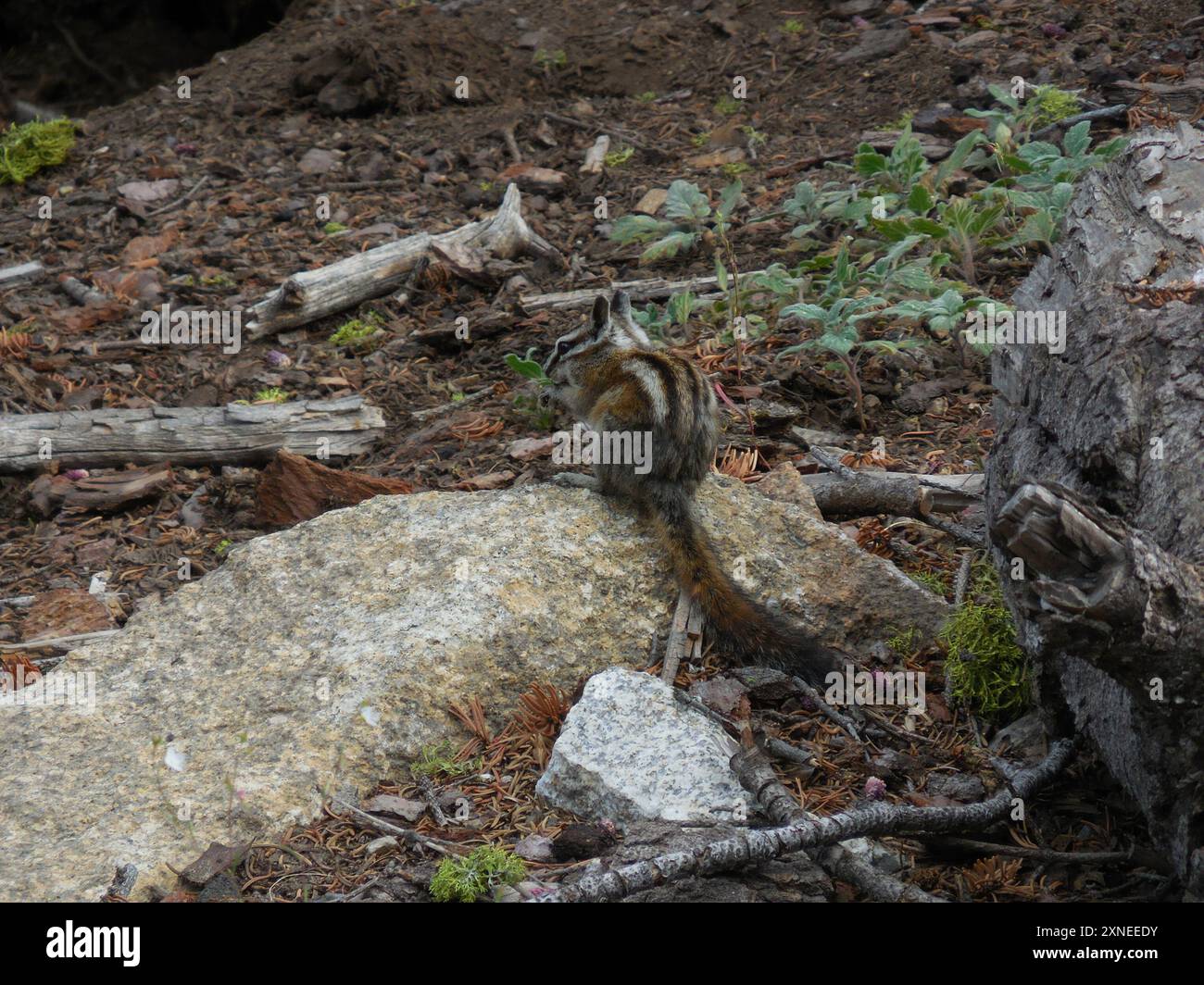 Western Chipmunks (Neotamias) Mammalia Stock Photo - Alamy
