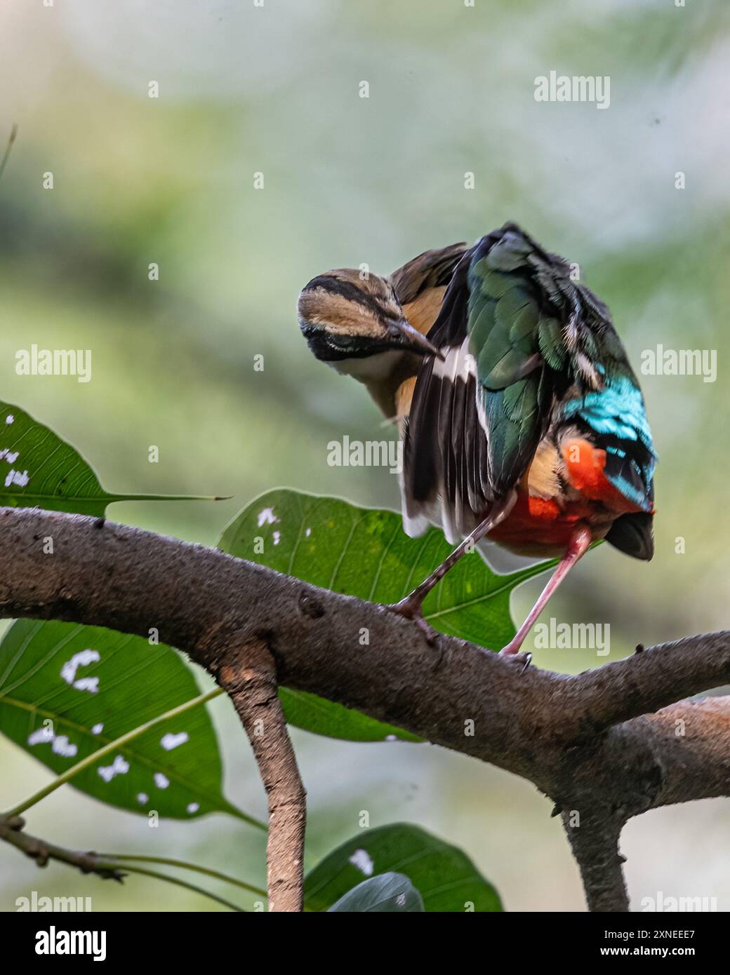Indian feather moss hi-res stock photography and images - Alamy