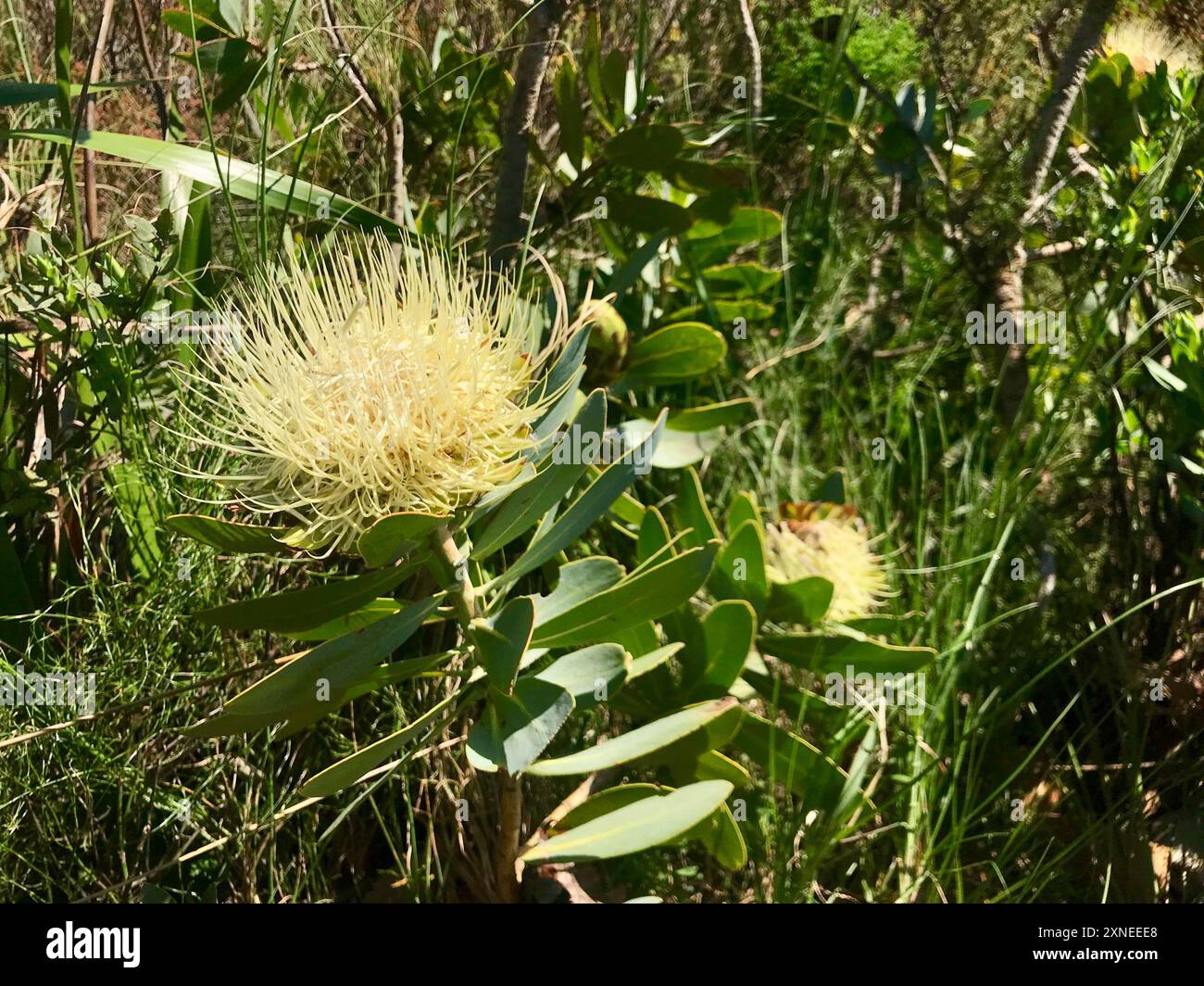 Wagon Tree (Protea nitida) Plantae Stock Photo - Alamy