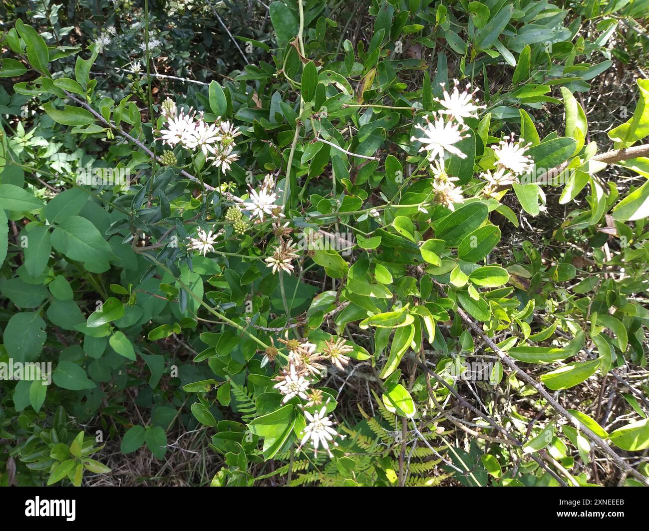 Feay's Palafox (Palafoxia feayi) Plantae Stock Photo - Alamy