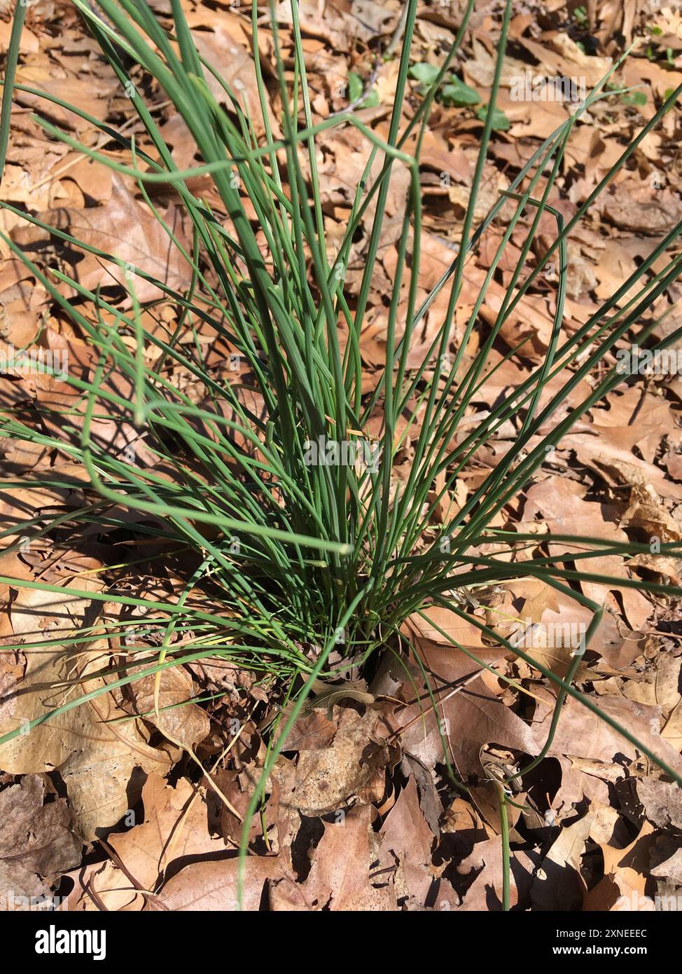 wild garlic (Allium vineale) Plantae Stock Photo - Alamy