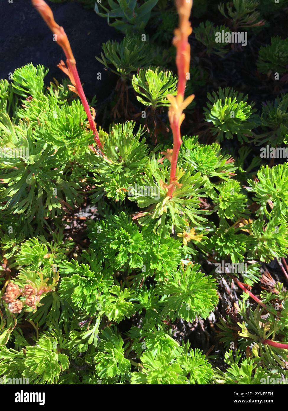 Partridgefoot (Luetkea pectinata) Plantae Stock Photo - Alamy