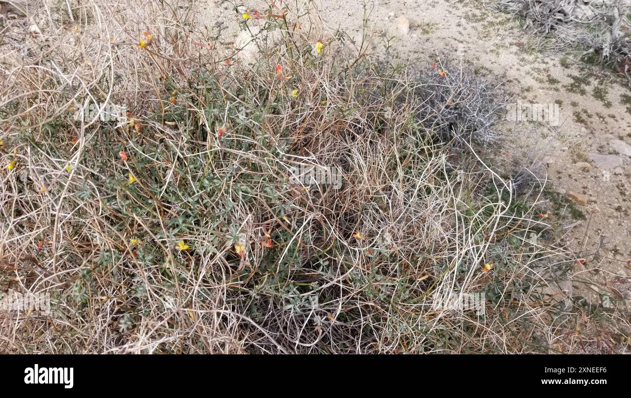 shrubby deervetch (Acmispon rigidus) Plantae Stock Photo - Alamy