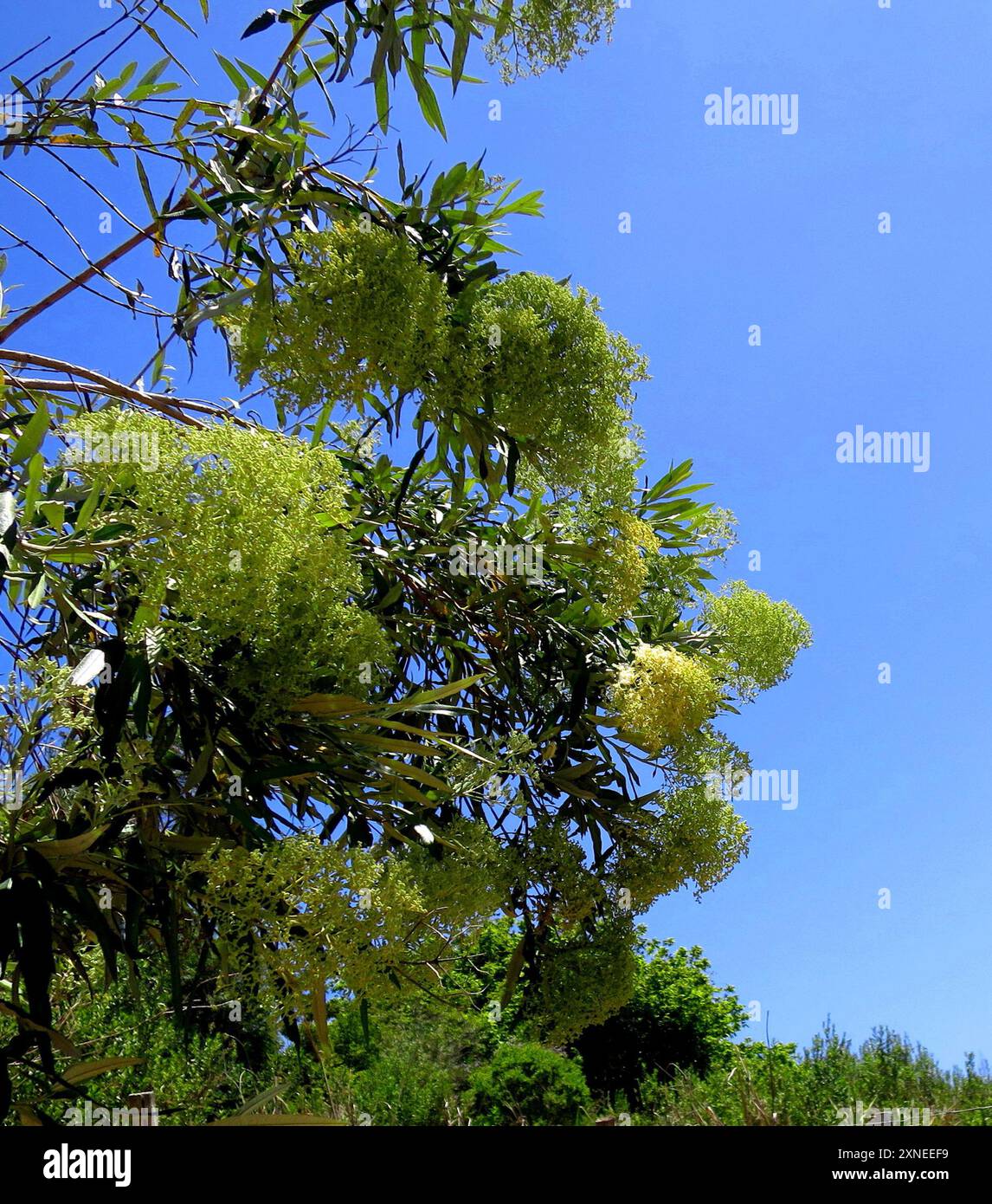 False Olive (Buddleja saligna) Plantae Stock Photo - Alamy
