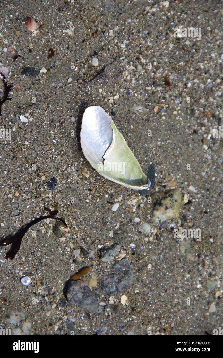 Blue Mussel (Mytilus edulis) Mollusca Stock Photo - Alamy