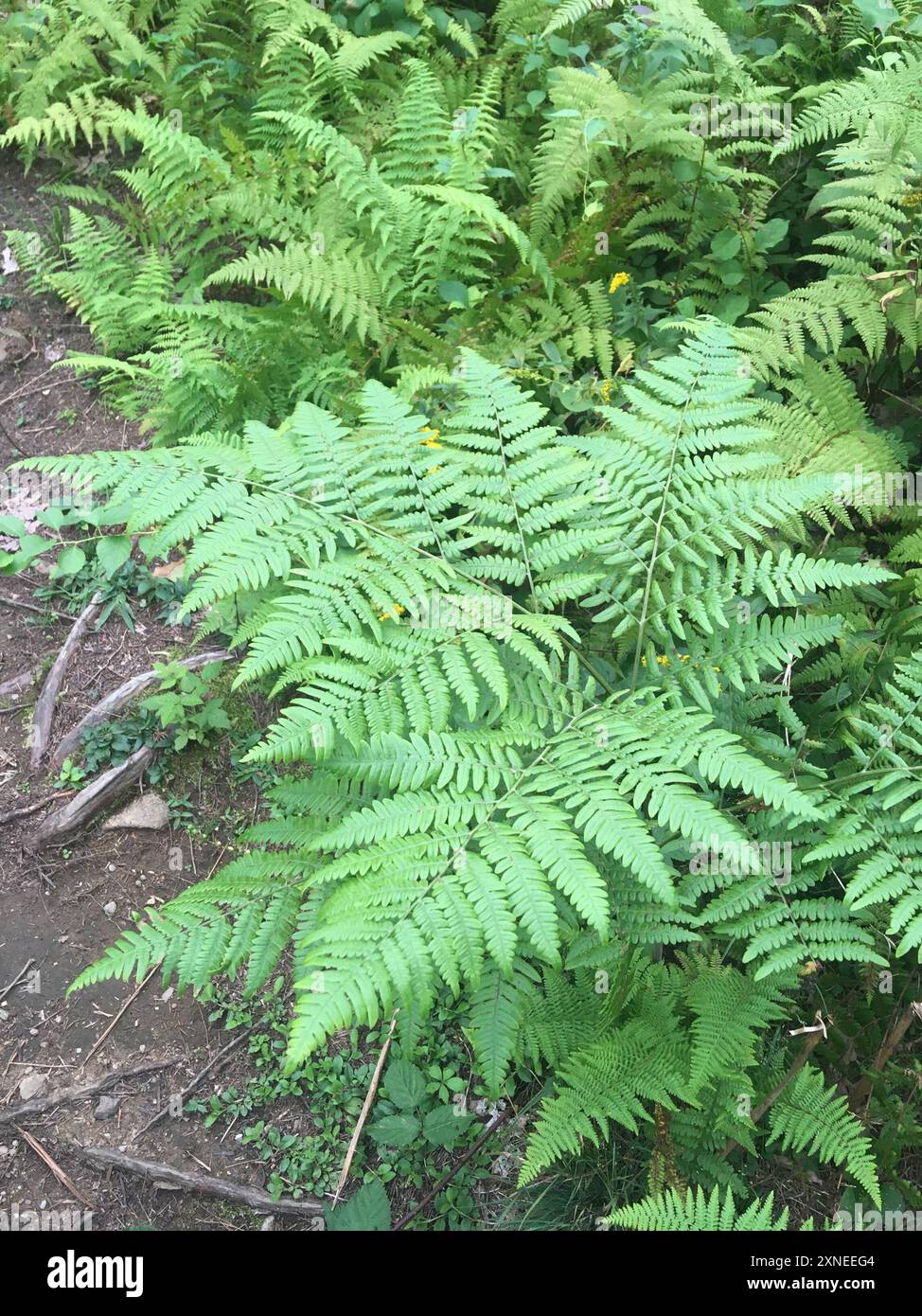 common bracken (Pteridium aquilinum) Plantae Stock Photo - Alamy