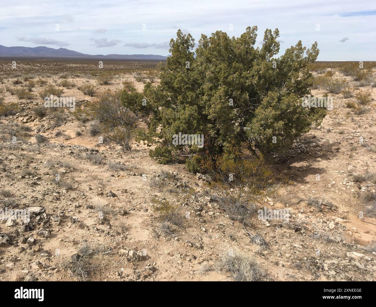 redberry juniper (Juniperus arizonica) Plantae Stock Photo - Alamy