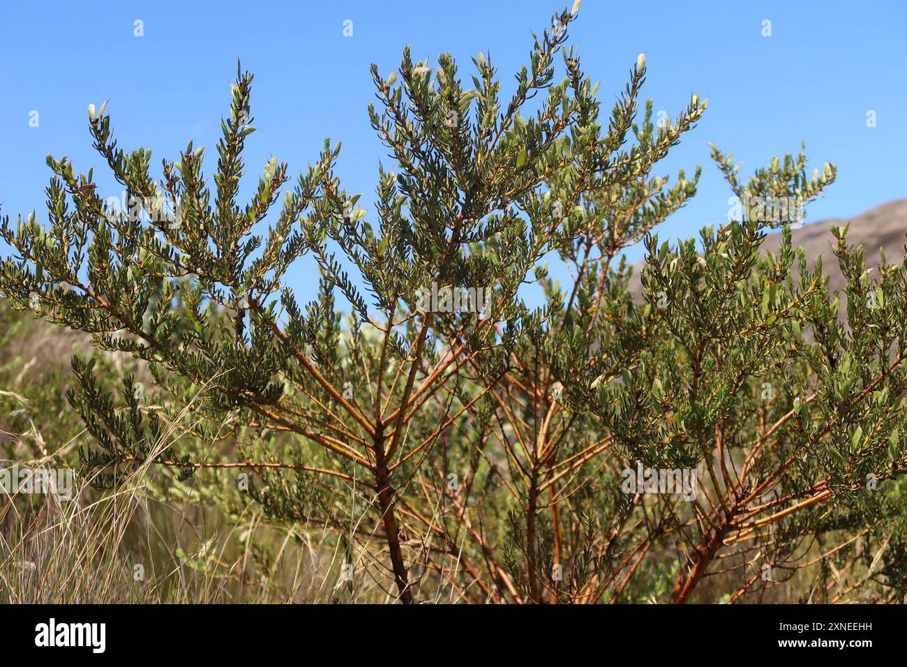 Shaleband Honeybush (Cyclopia plicata) Plantae Stock Photo - Alamy