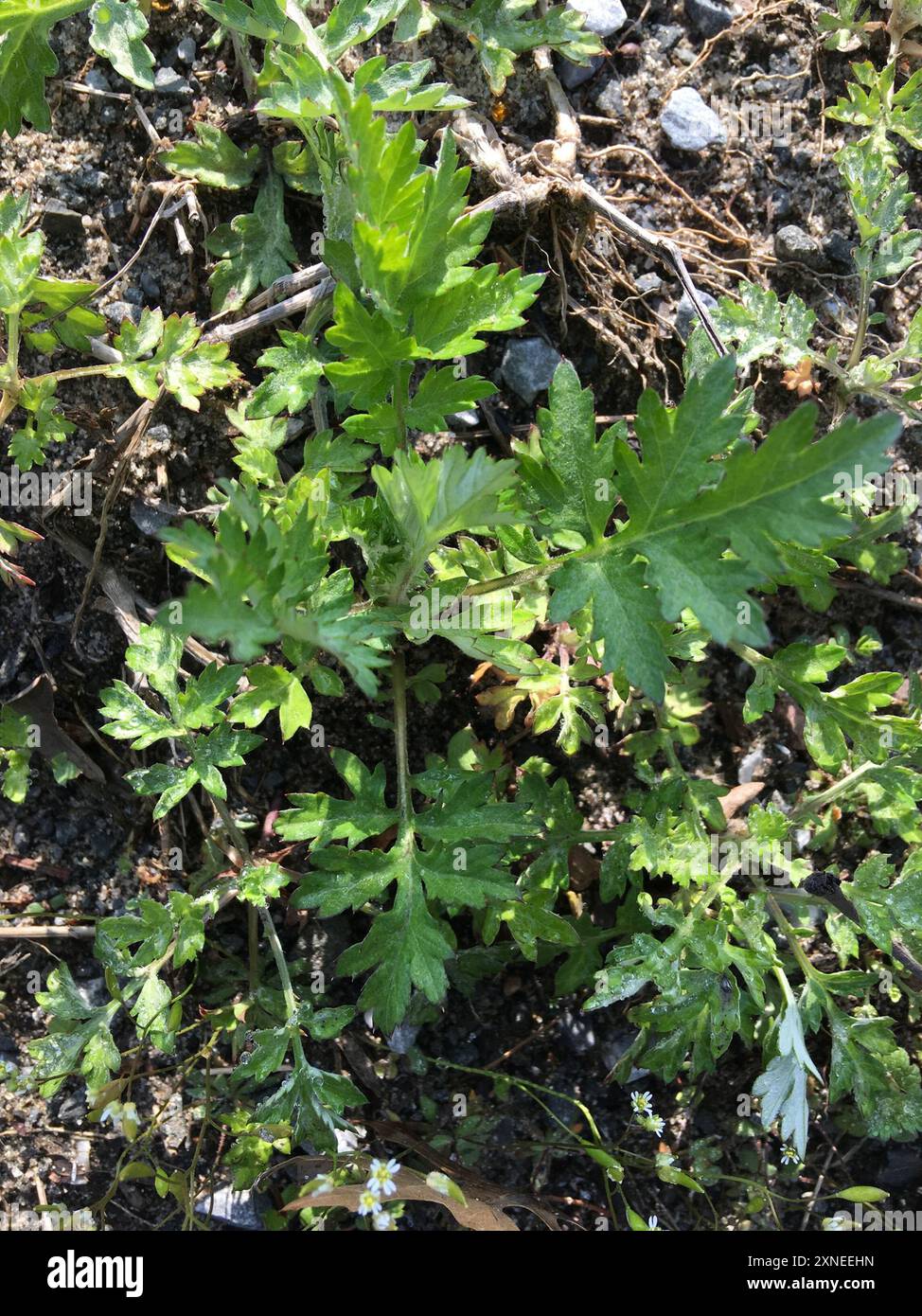 common mugwort (Artemisia vulgaris) Plantae Stock Photo - Alamy
