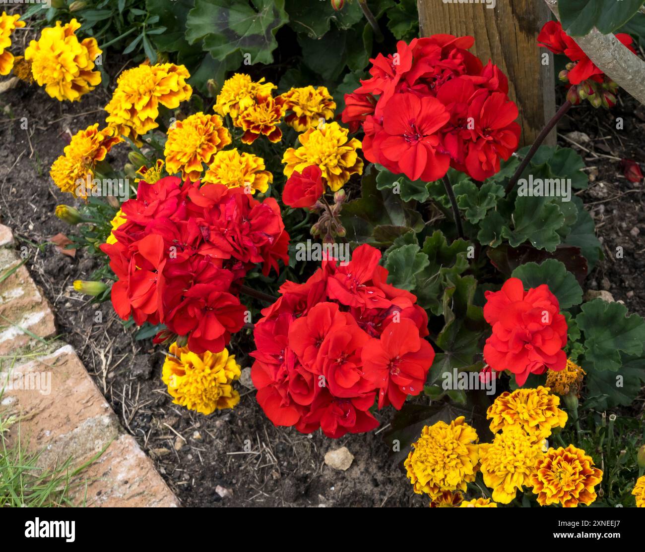 Geranium flowers pelargonium zonale hi-res stock photography and images - Alamy
