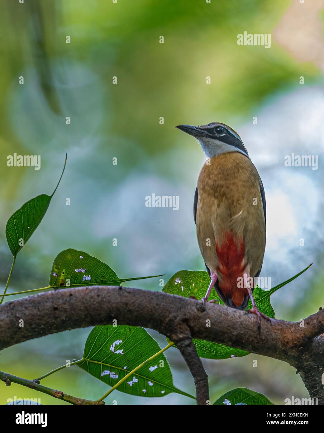 Indian feather moss hi-res stock photography and images - Alamy