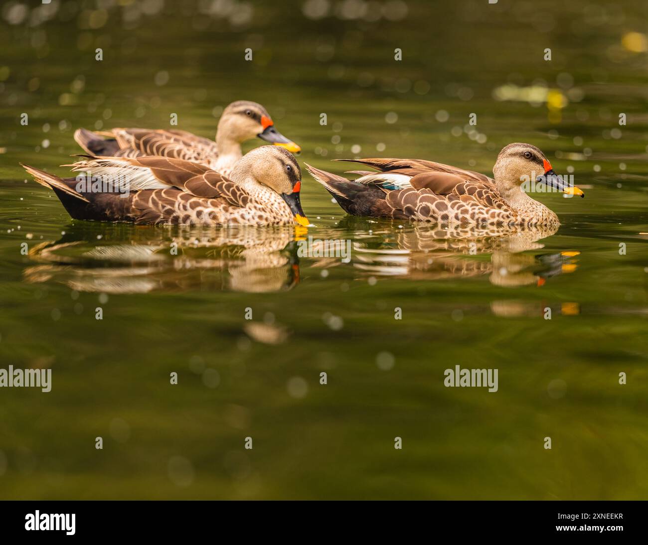 Three spot Billed Ducks roaming in lake Stock Photo - Alamy