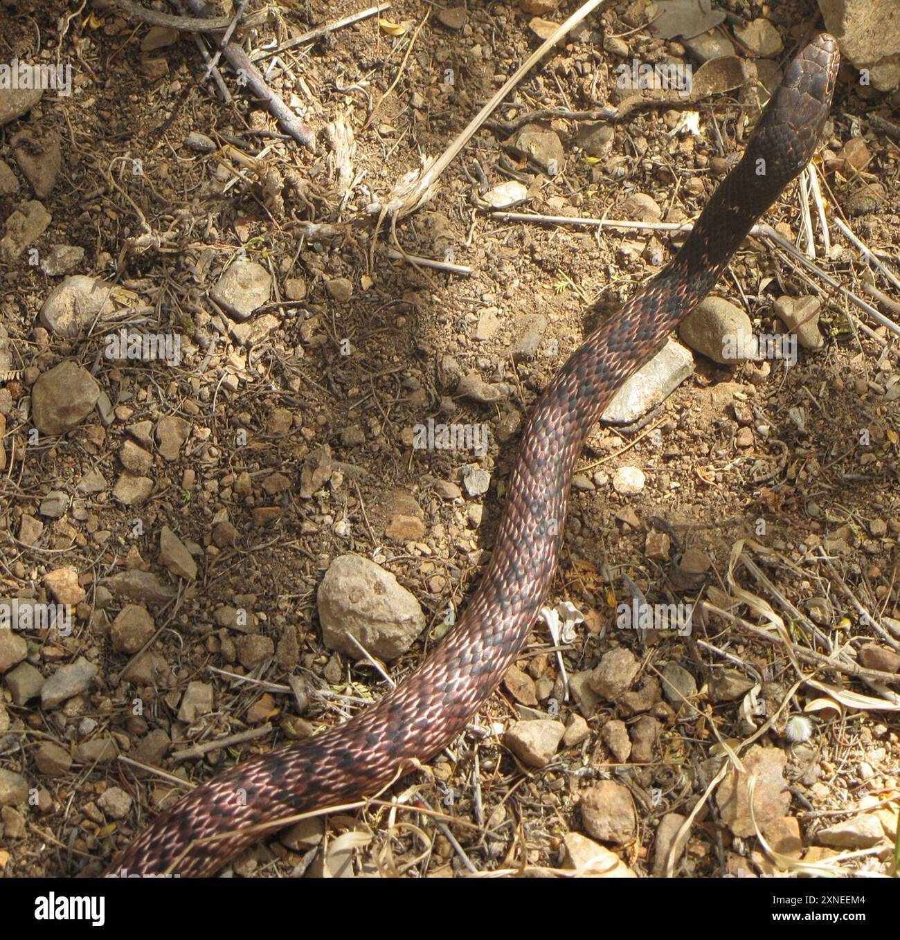 Masticophis flagellum piceus hi-res stock photography and images - Alamy