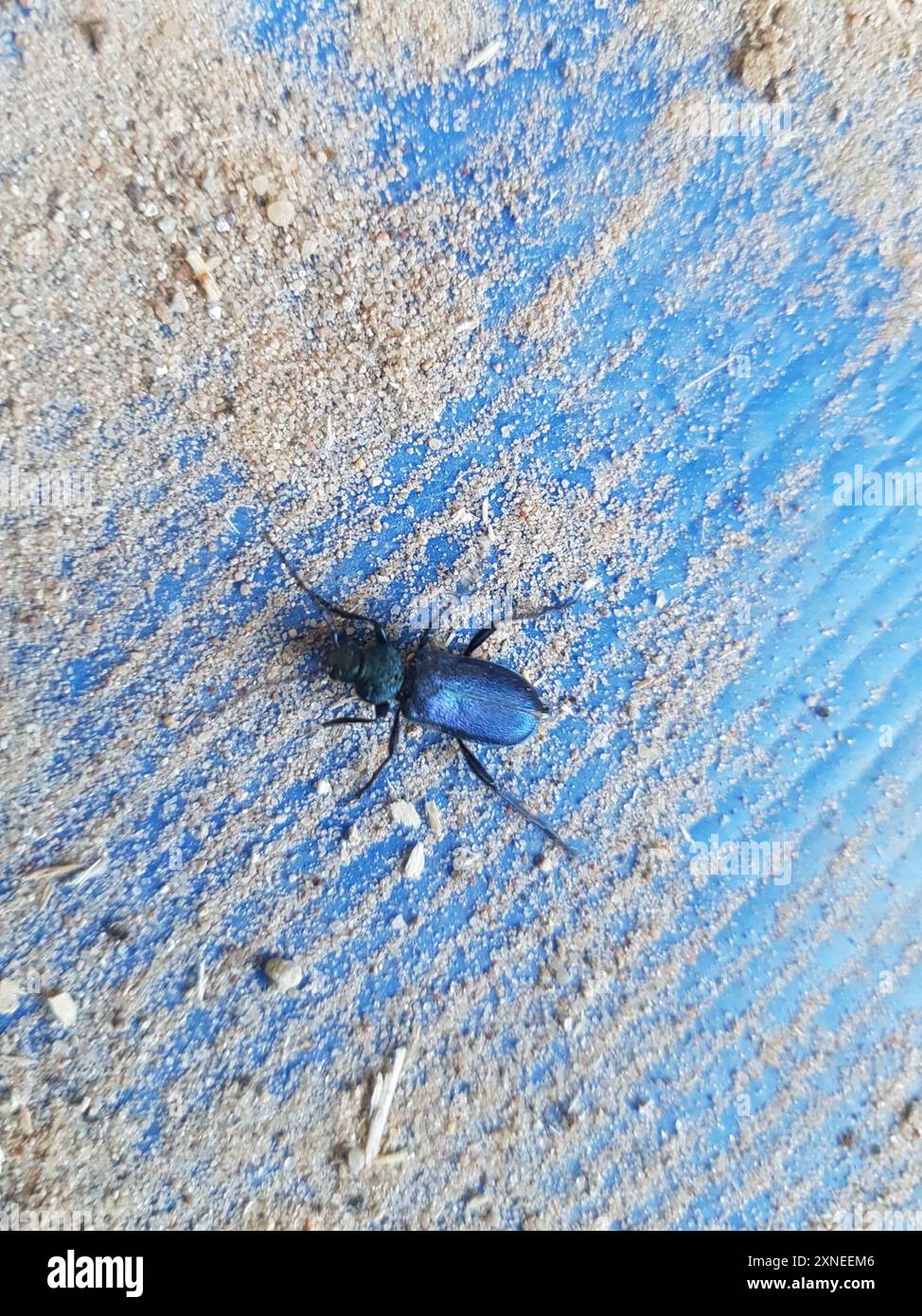 Violet tanbark beetle (Callidium violaceum) Insecta Stock Photo - Alamy