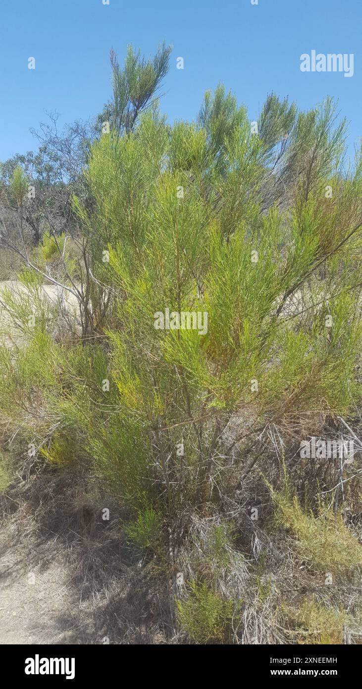 Desert Broom (Baccharis sarothroides) Plantae Stock Photo - Alamy